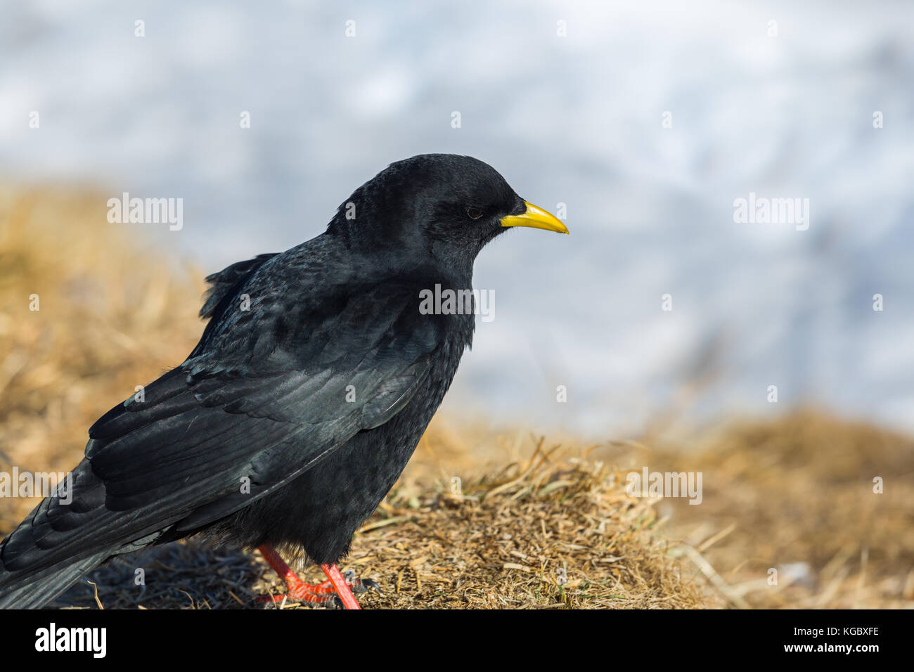 natural alpine chough (pyrrhocorax graculus) standing in grassland ...