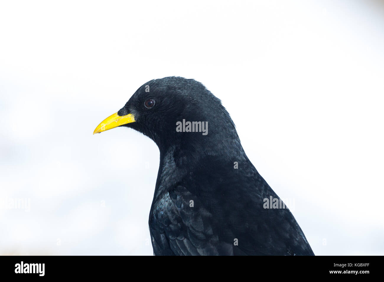 close side view natural alpine chough (pyrrhocorax graculus) white ...