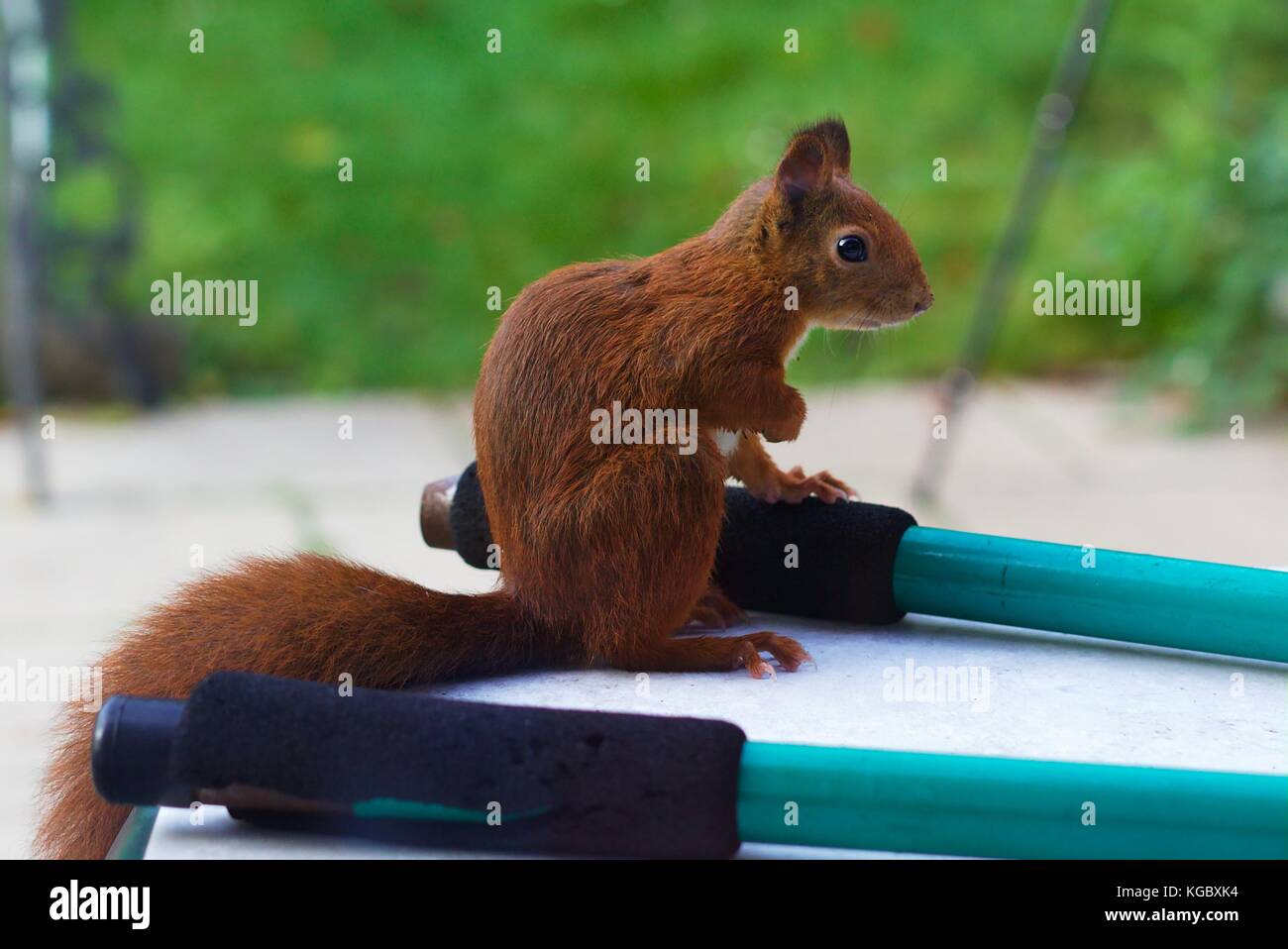 Cute eurasian red squirrel sitting on table with loppers Stock Photo ...