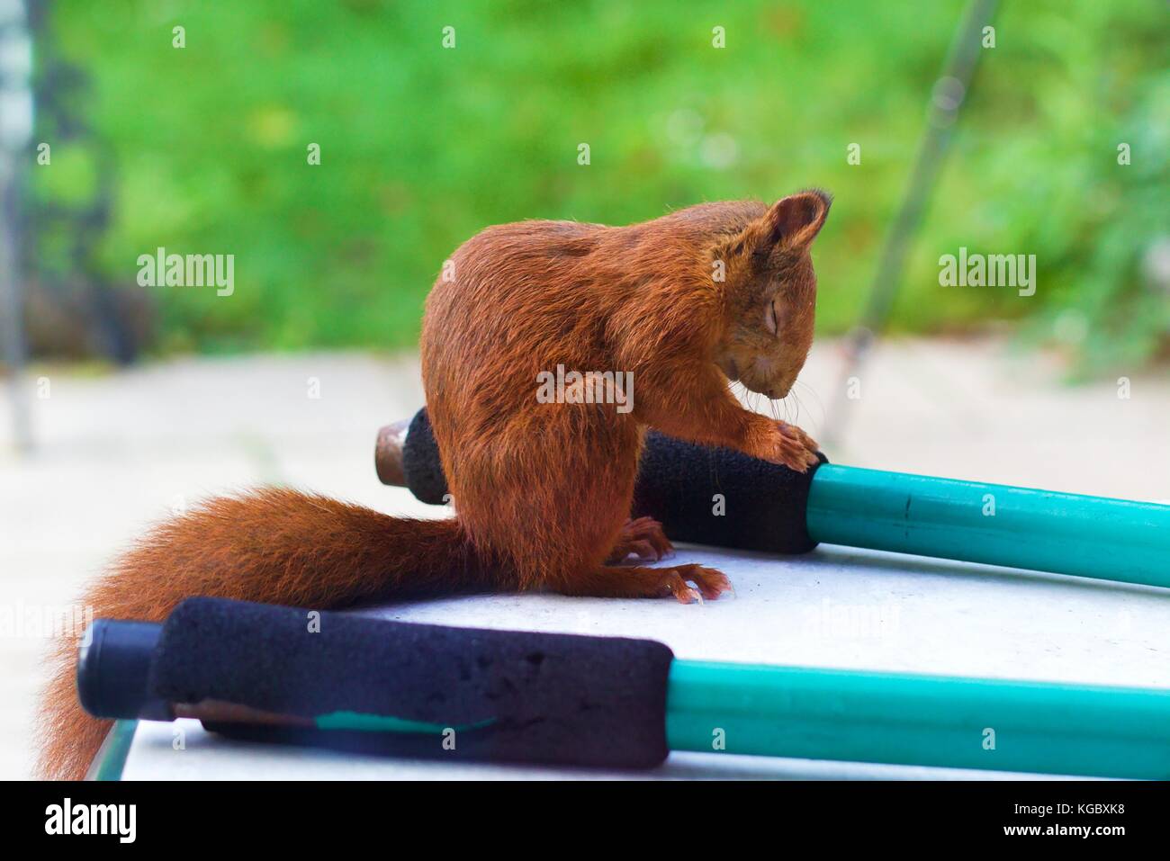 Cute eurasian red squirrel sitting on table with loppers Stock Photo ...