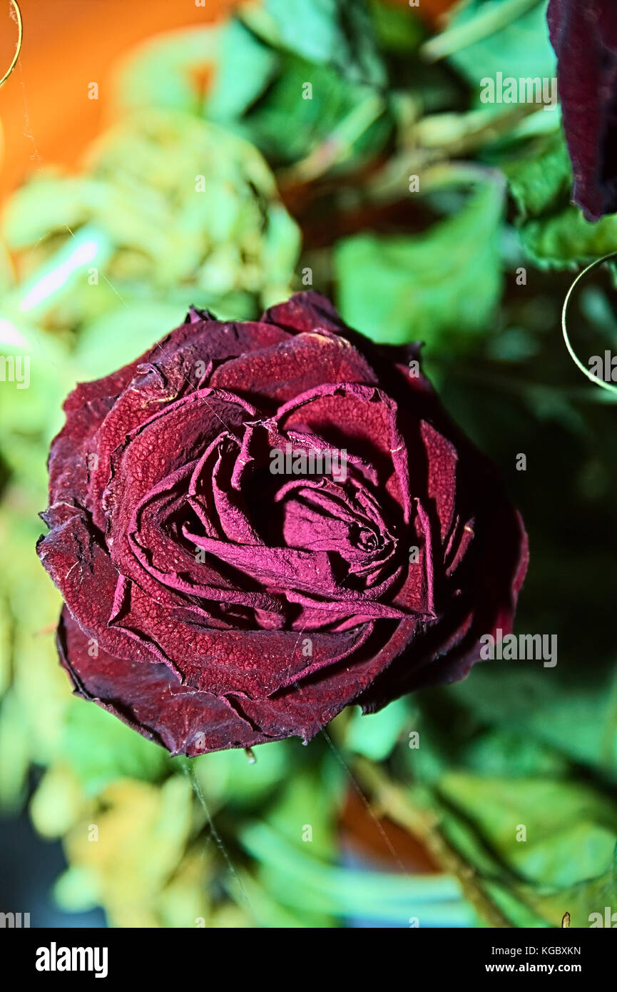 Spider solitaire hi-res stock photography and images - Alamy