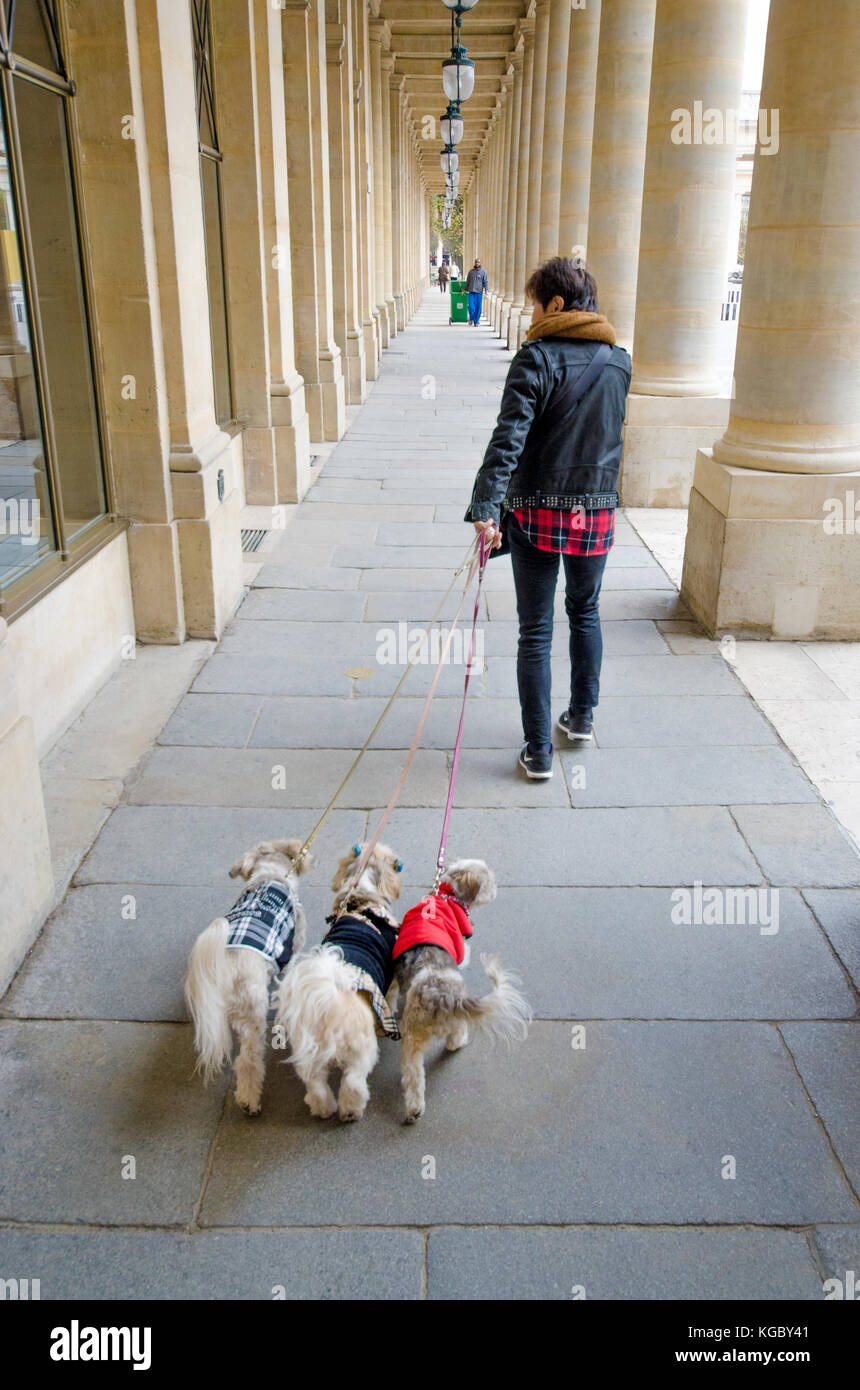 Paris, France. Palais Royal. Woman walking three small dogs Stock Photo ...