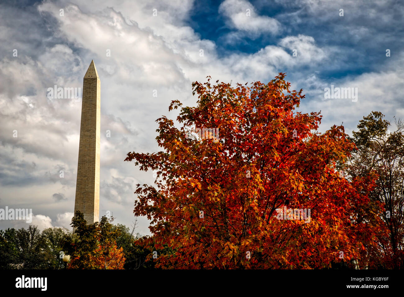 The trees of autumn in Washington DC with the Washington Monument in ...