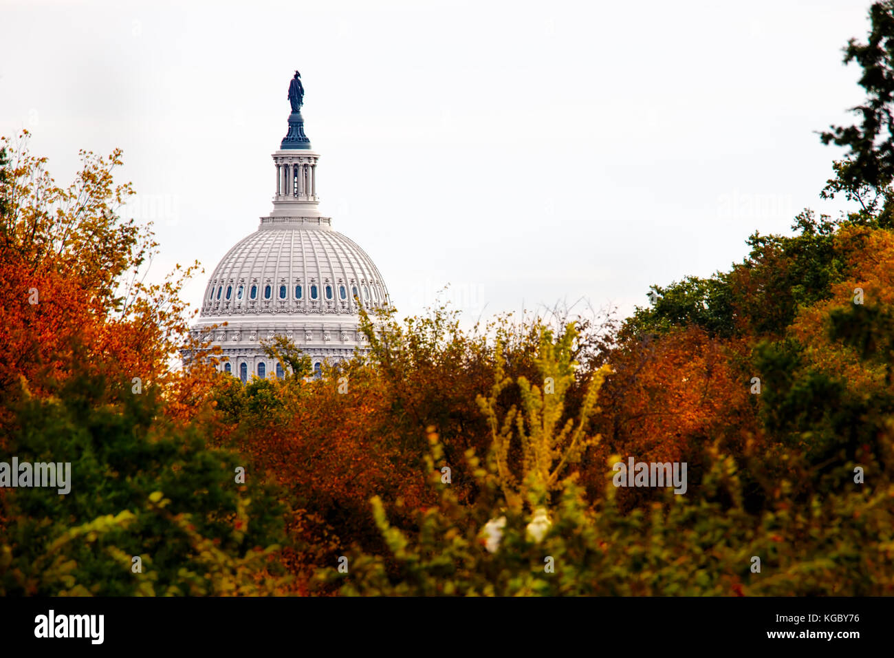 The dome of the US Capitol obscured by the trees of Washington, DC ...