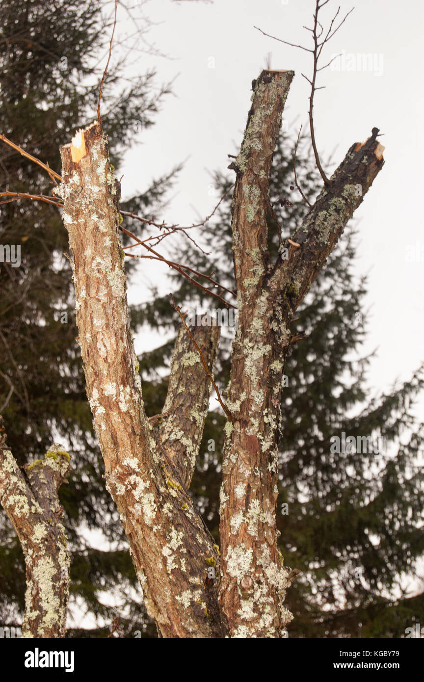 Trimming the tree top, vertical shot against the sky Stock Photo - Alamy