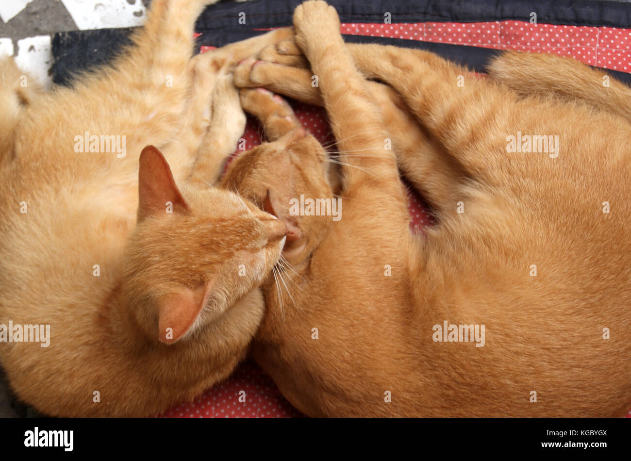 Two cat tenderness hi-res stock photography and images - Alamy