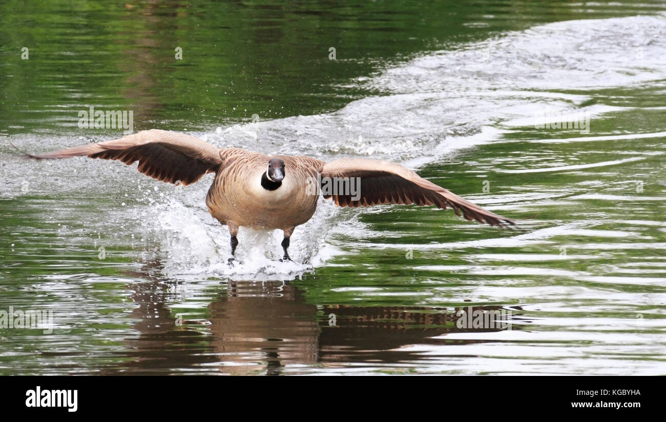 A Canada goose (Branta Canadensis) makes a dramatic landing on ...