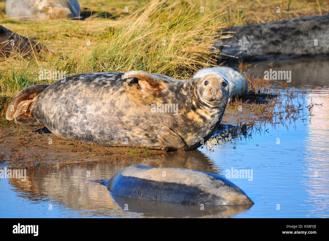 Adult seal hi-res stock photography and images - Alamy