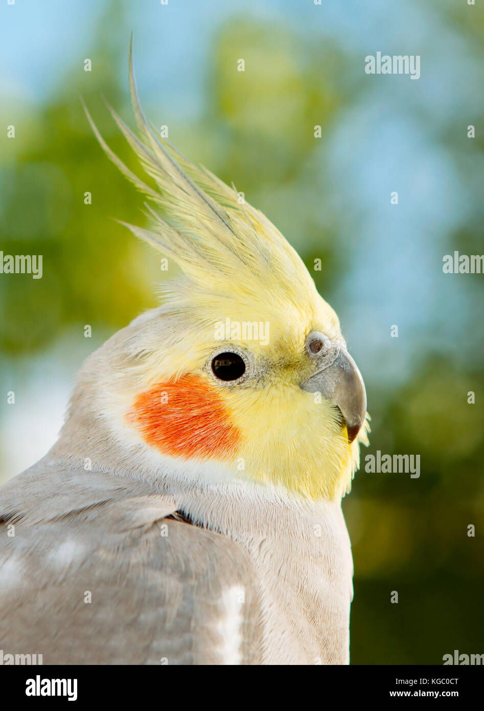 Gold crest plumage hi-res stock photography and images - Alamy