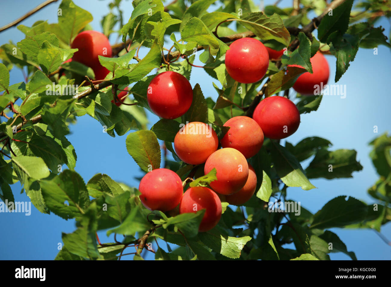 Red plums in autumn at the top of a tree in evening sunlight with a ...