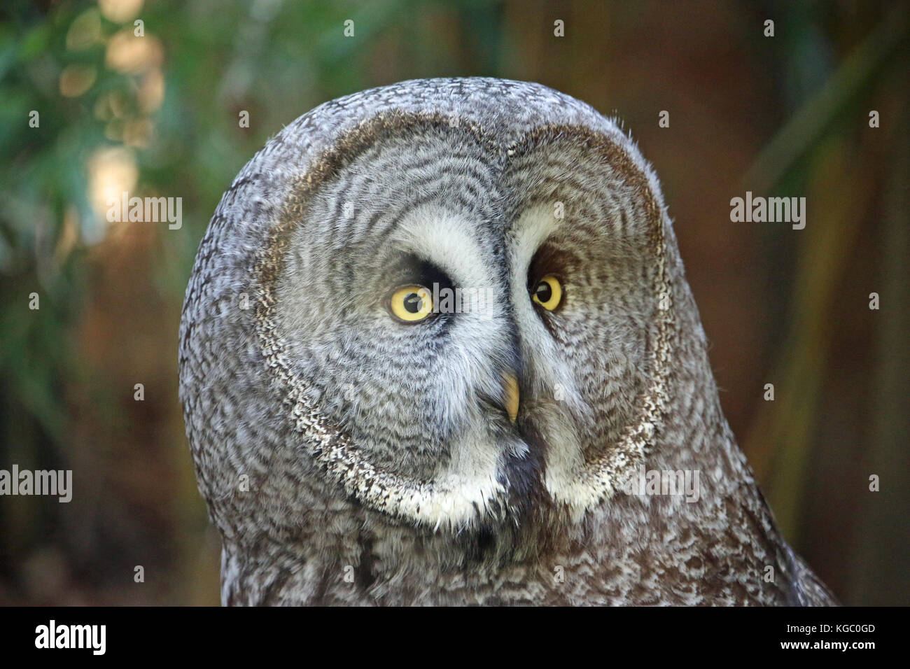 Great grey owl (Strix nebulosa) head and neck looking forwards with a ...