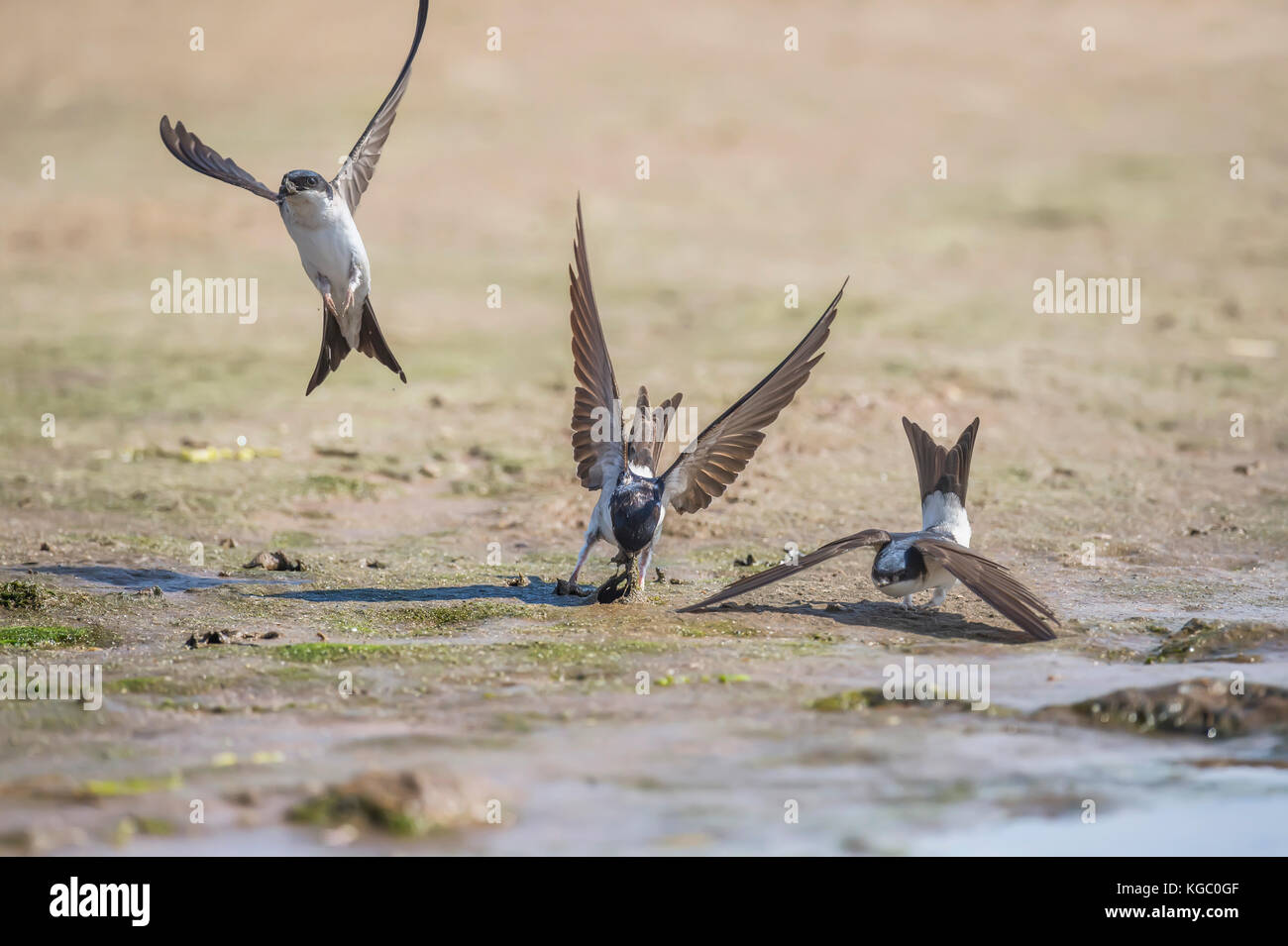 House martin in flight uk hi-res stock photography and images - Alamy