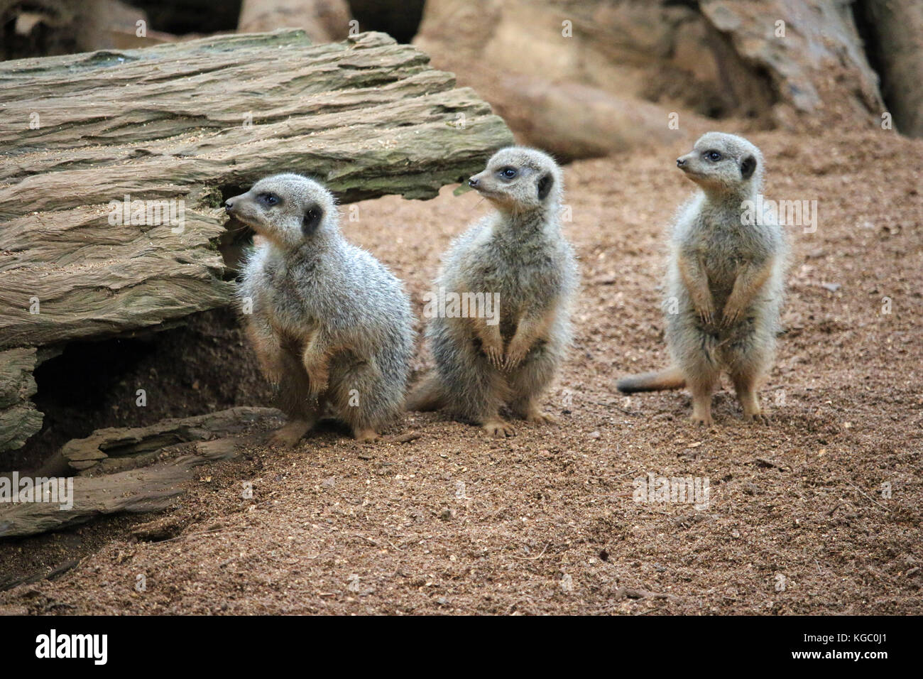Three meerkats (Suricata suricatta) in a row all looking to the left ...
