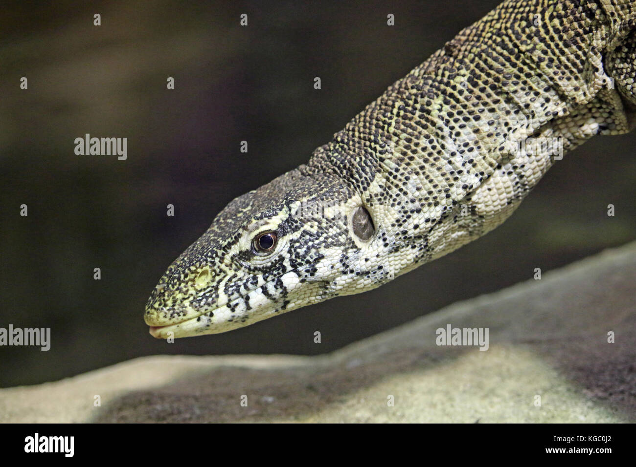 Head and neck of a Nile monitor lizard (Varanus niloticus) with a ...