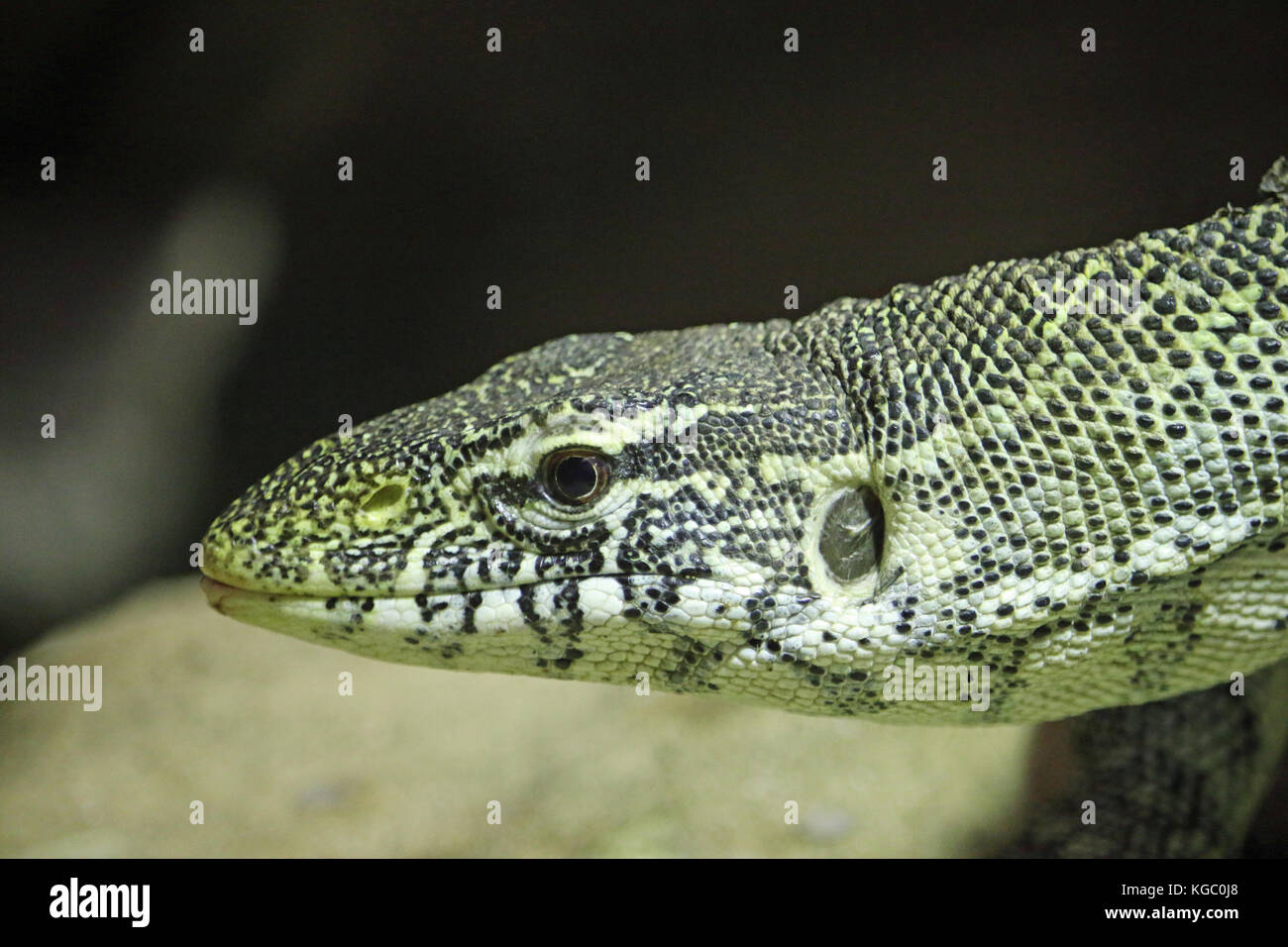 Head and neck of a Nile monitor lizard (Varanus niloticus) with a ...