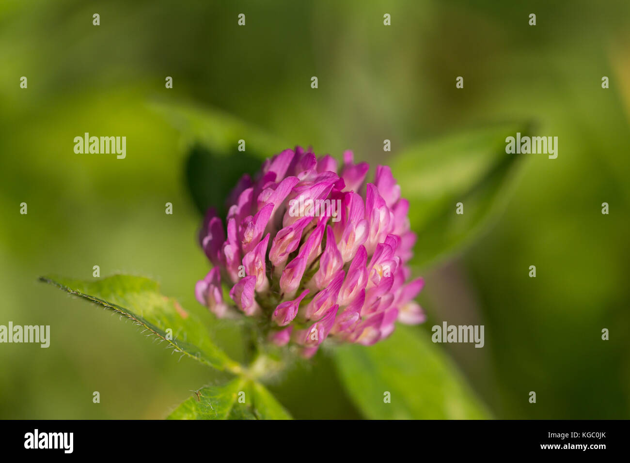 Clover bloom hi-res stock photography and images - Alamy