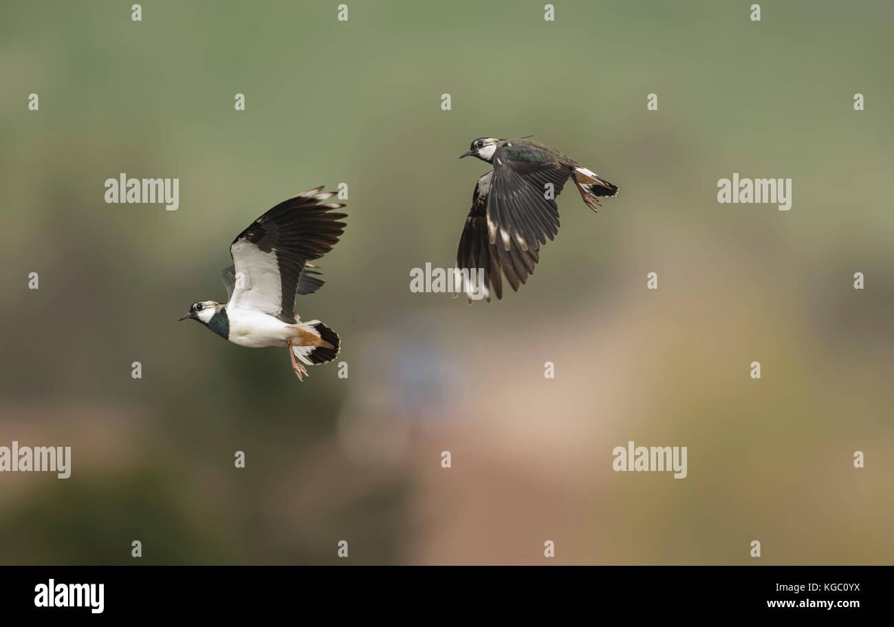Lapwings Displaying Hi Res Stock Photography And Images Alamy