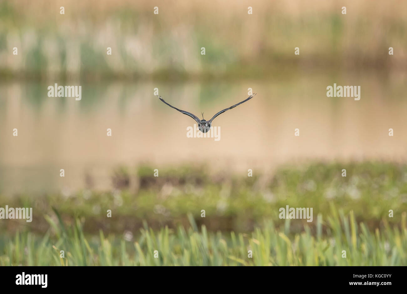 Lapwing flying forwards over a loch squawking Stock Photo - Alamy