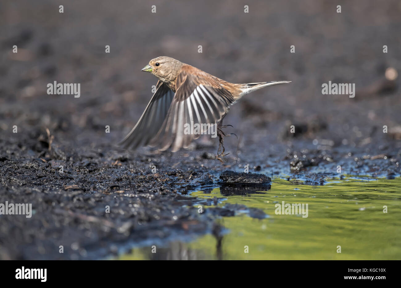 Linnet Carduelis Cannabina In Flight High Resolution Stock Photography ...