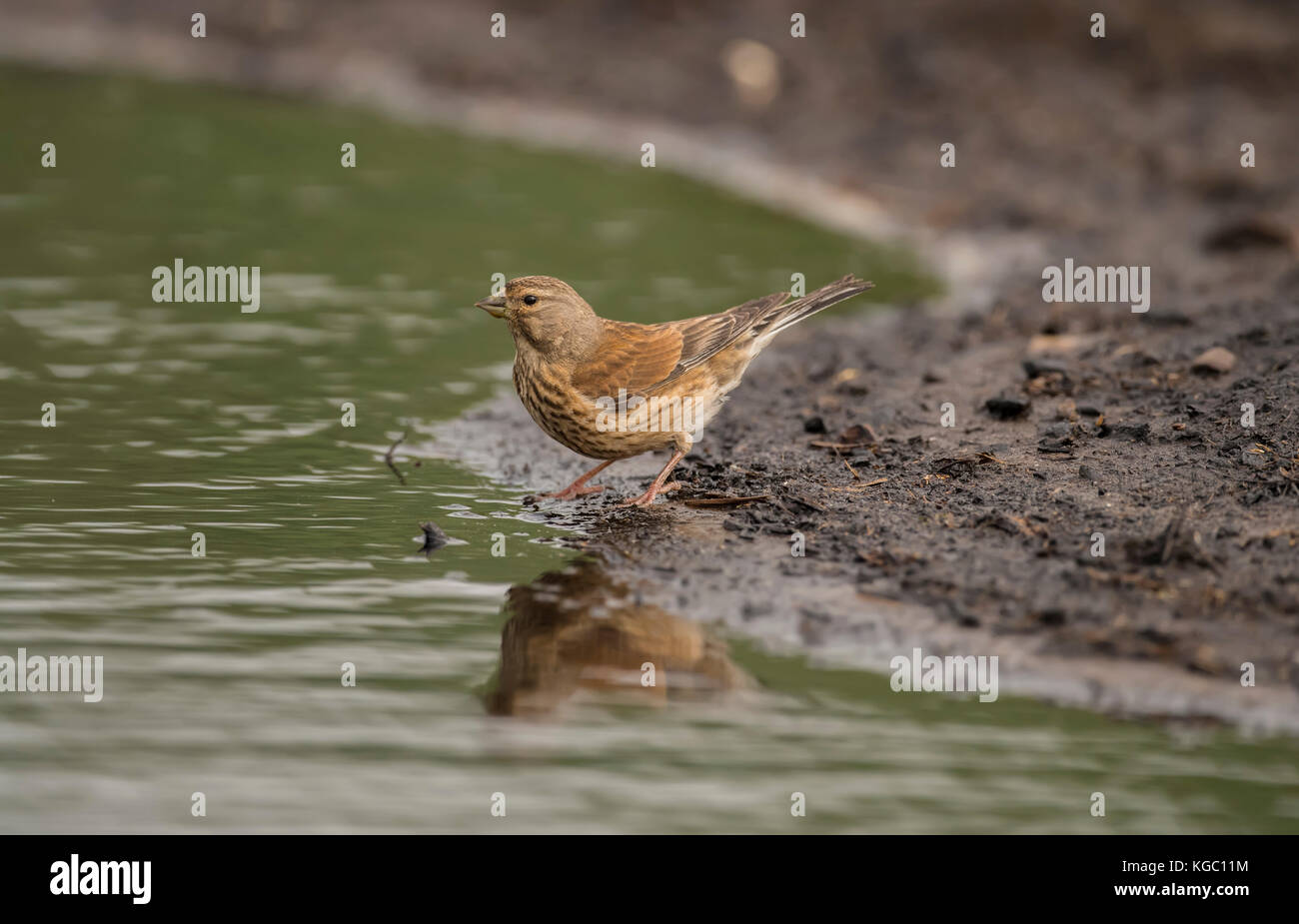 Female Linnet Uk High Resolution Stock Photography and Images - Alamy