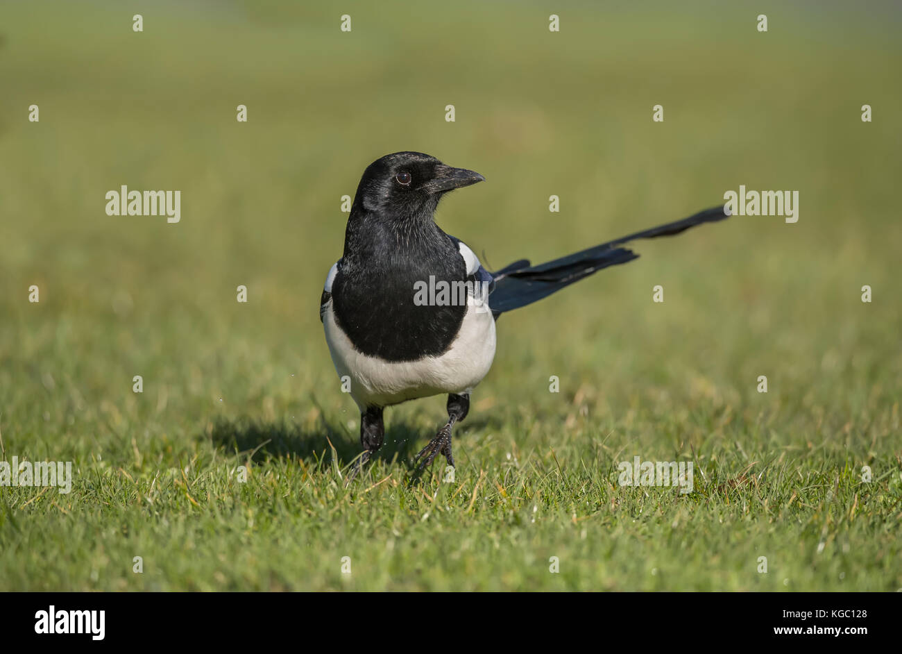 Magpie standing hi-res stock photography and images - Alamy