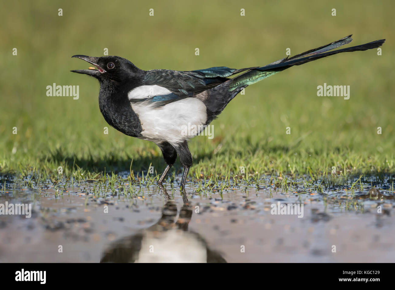 Magpie standing hi-res stock photography and images - Alamy