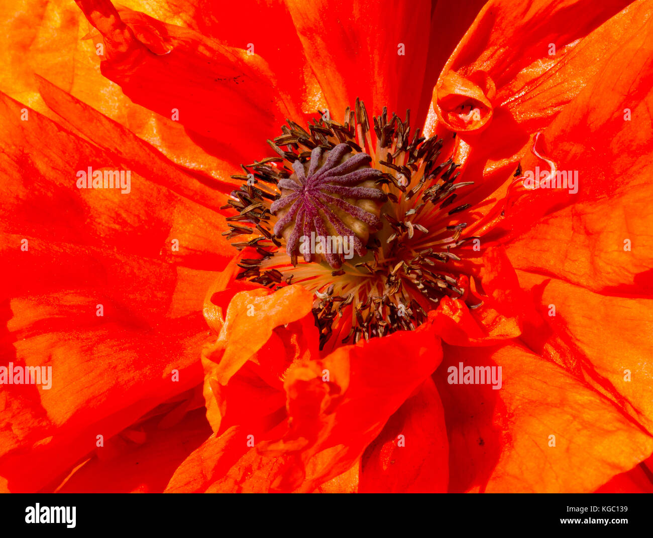 Poopy flower macro Stock Photo - Alamy