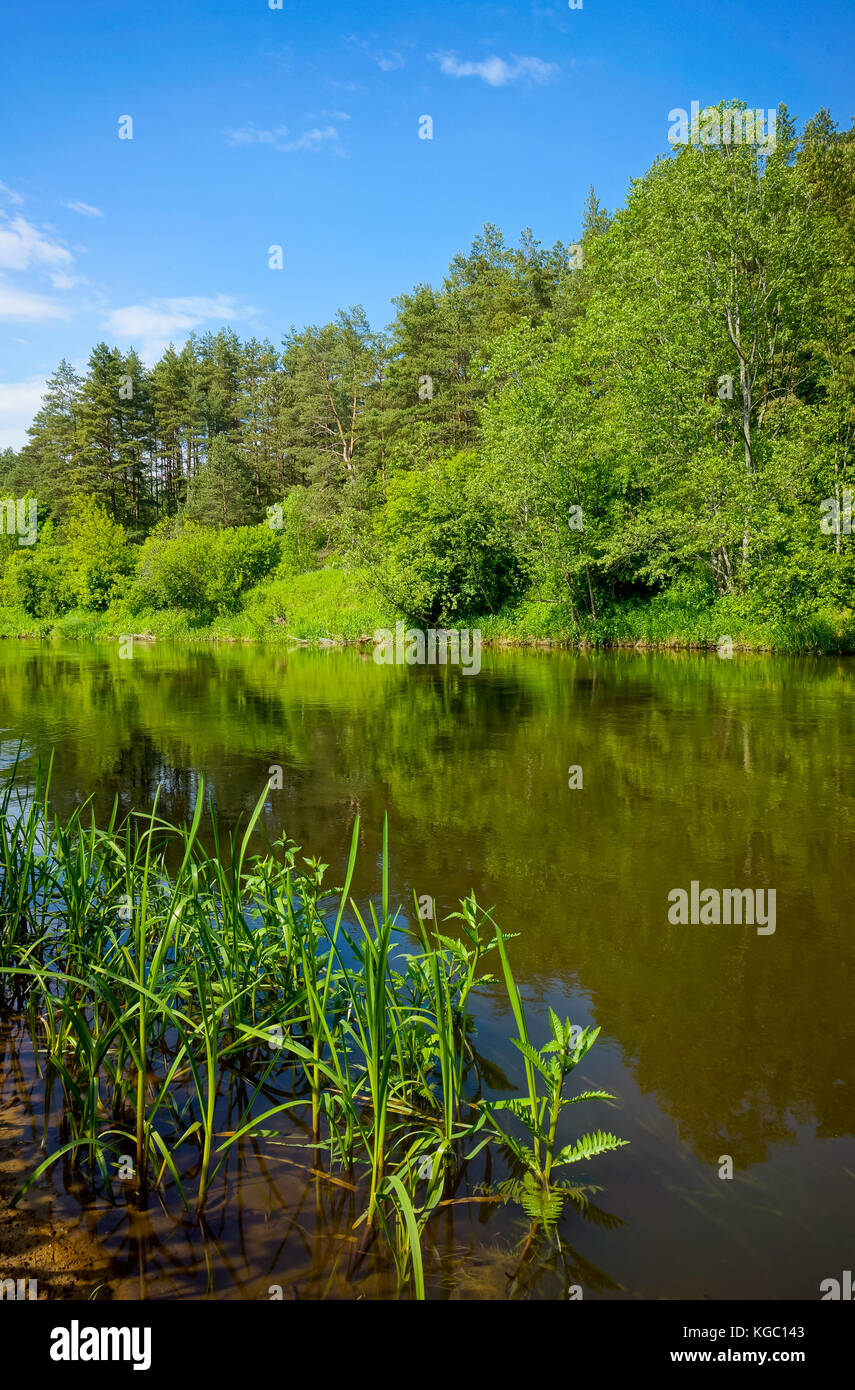 River in the forest landscape Stock Photo - Alamy