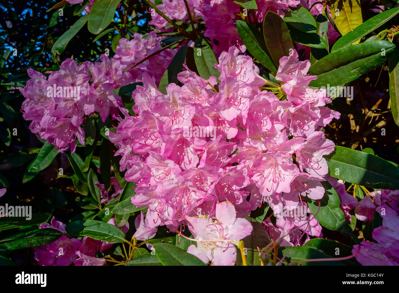 Blooming rhododendron flowers Stock Photo - Alamy