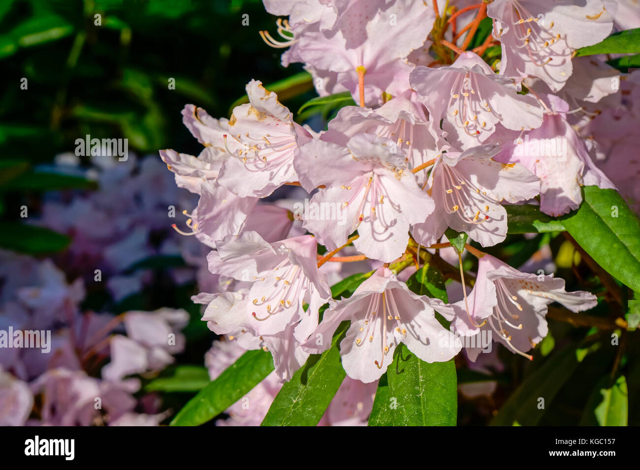 Blooming rhododendron flowers Stock Photo - Alamy