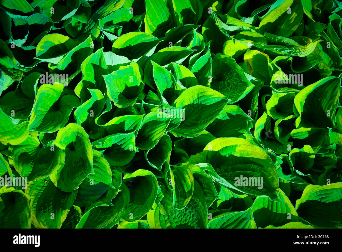 Green leaves background top view Stock Photo - Alamy