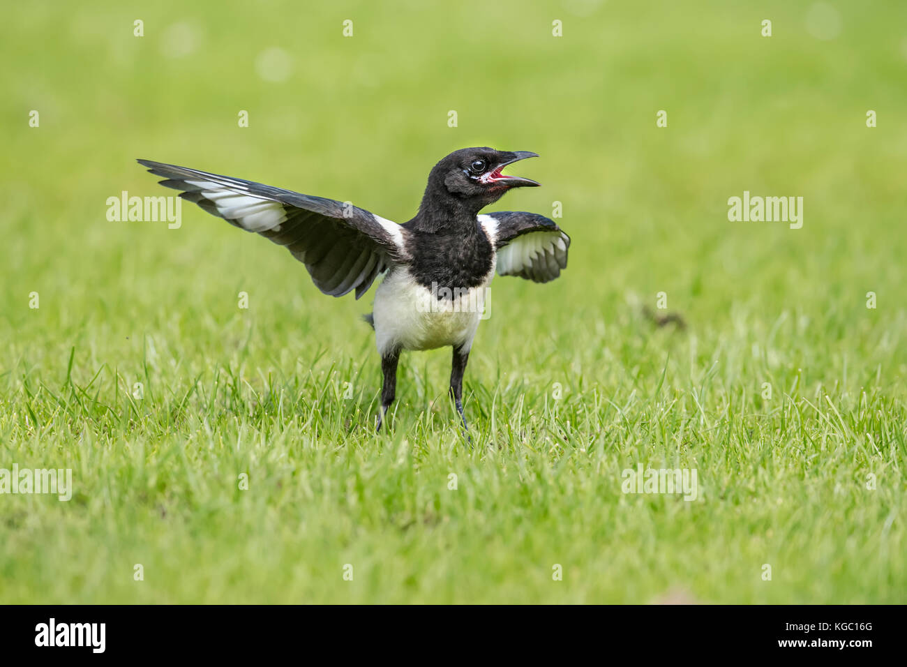 Wngs hi-res stock photography and images - Alamy