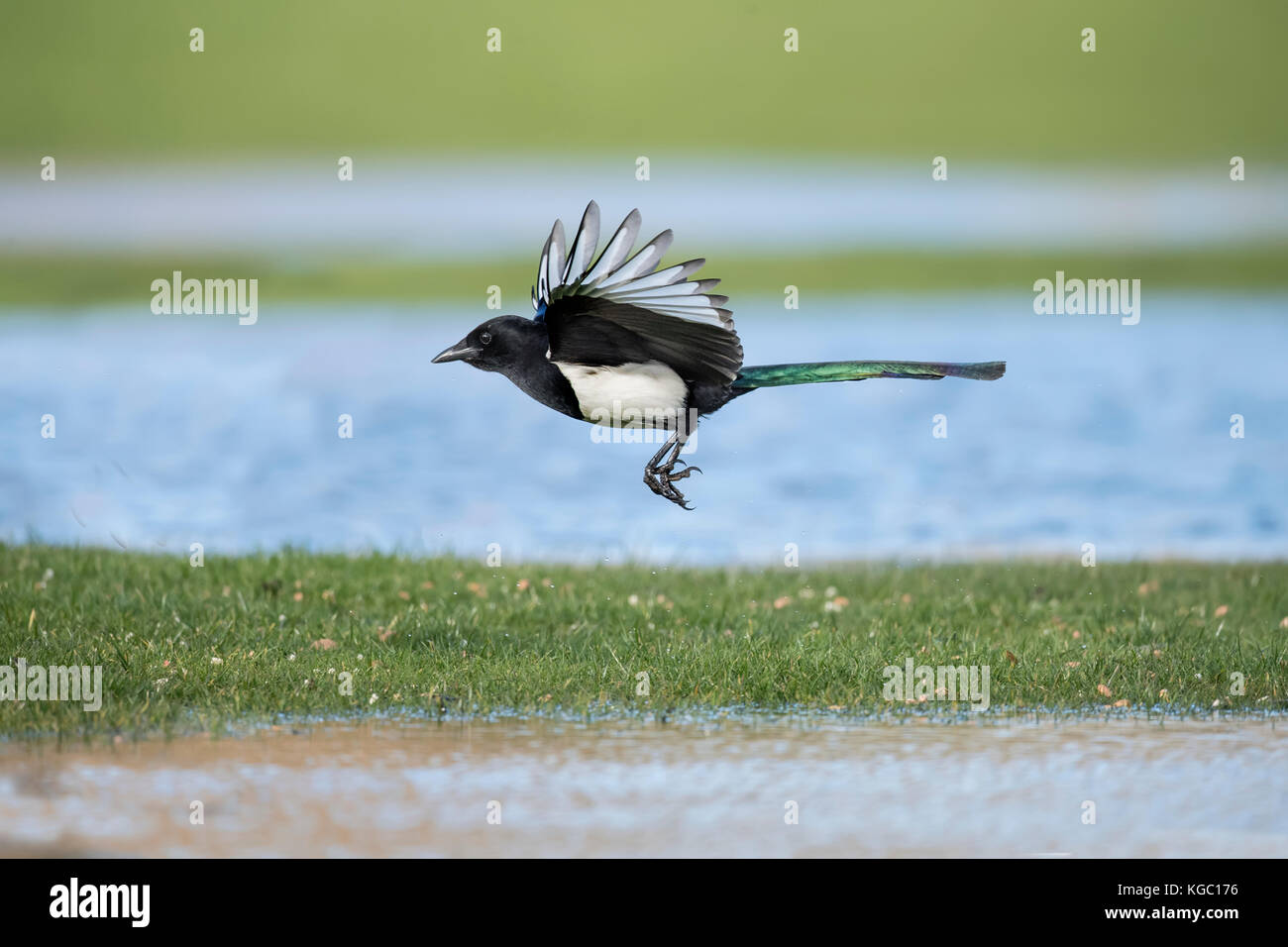 Flying magpie uk hi-res stock photography and images - Alamy