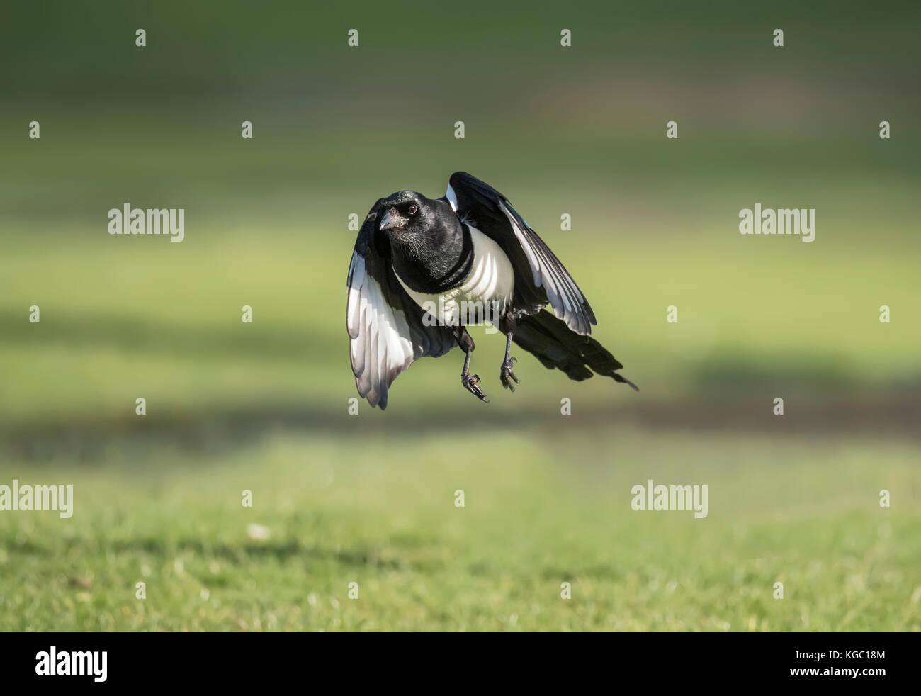 Flying magpie uk hi-res stock photography and images - Alamy