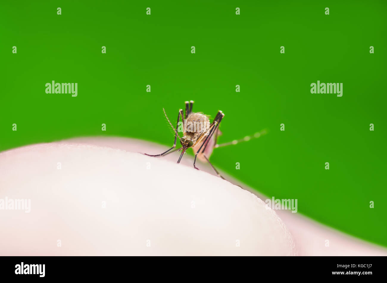 Malaria Insect Stock Photos & Malaria Insect Stock Images - Alamy