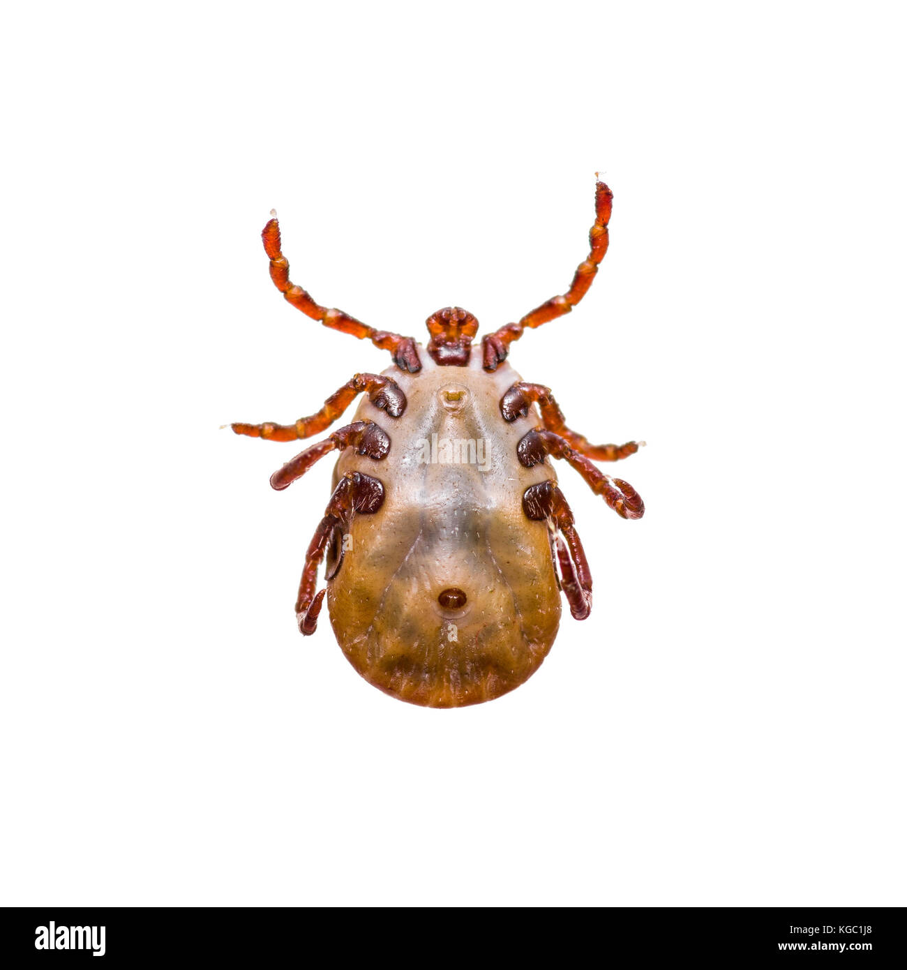 Encephalitis or Lyme Virus Infected Tick Arachnid Insect Isolated on ...