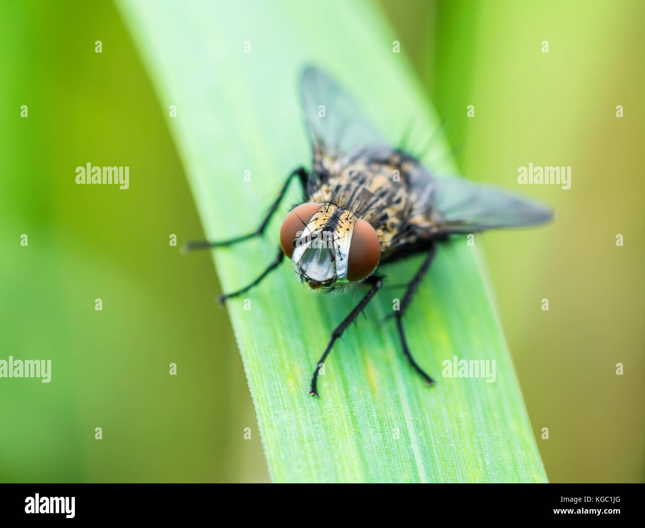 Diptera Fly Insect on Green Grass Stock Photo - Alamy