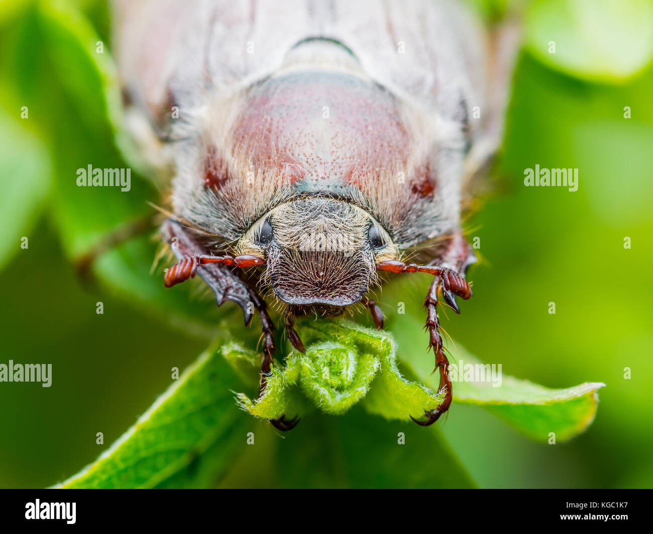 Cockchafer Melolontha May Beetle Bug Insect on Twig Macro Stock Photo ...