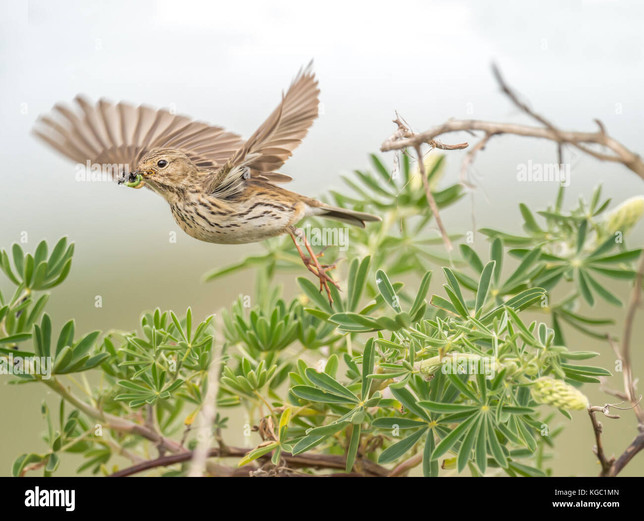 Meadow pipit flying from a tree with bugs in its beak Stock Photo - Alamy