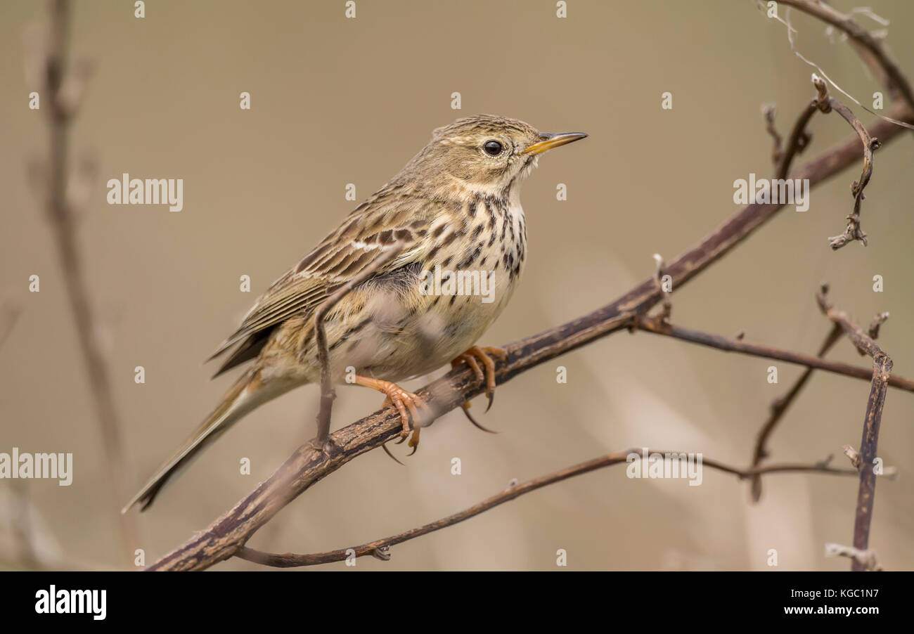 Anthus pratensis perched hi-res stock photography and images - Alamy