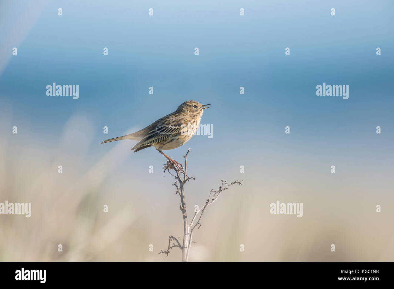 Meadow pipit perched at the top of a small plant Stock Photo - Alamy