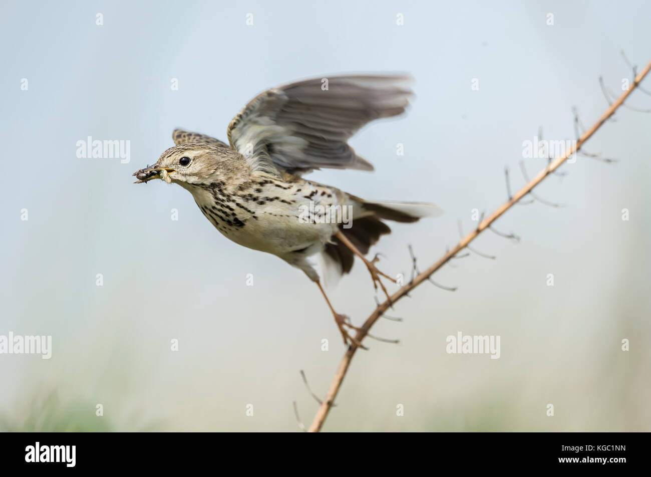Meadow pipit flying from a twig with bugs in its beak Stock Photo - Alamy