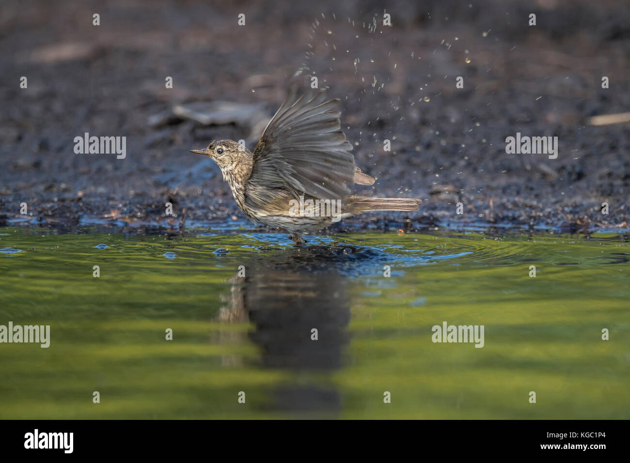 Pipit in pool hi-res stock photography and images - Alamy