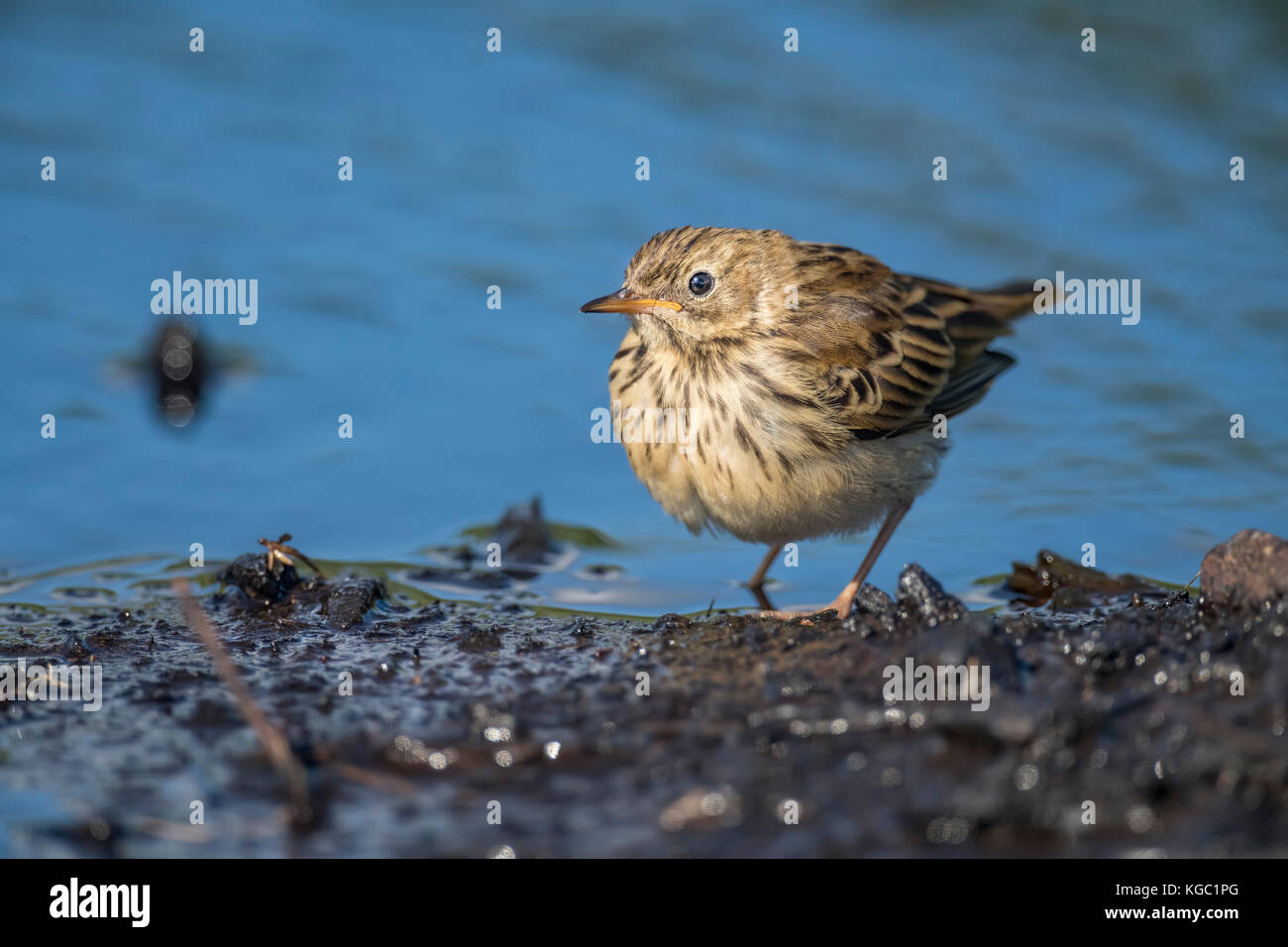 Water pipit summer hi-res stock photography and images - Alamy