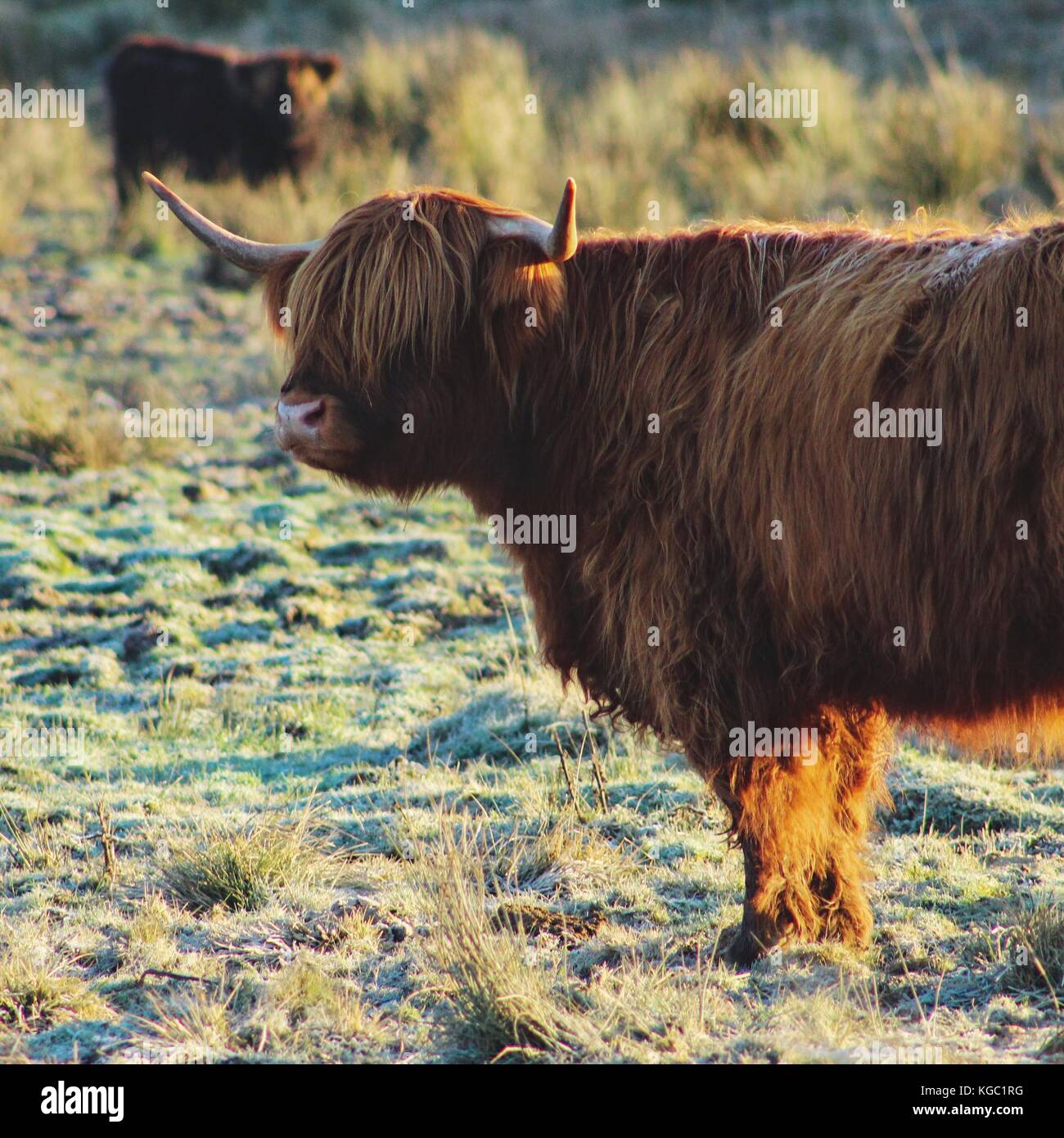 Good morning scotland hi-res stock photography and images - Alamy