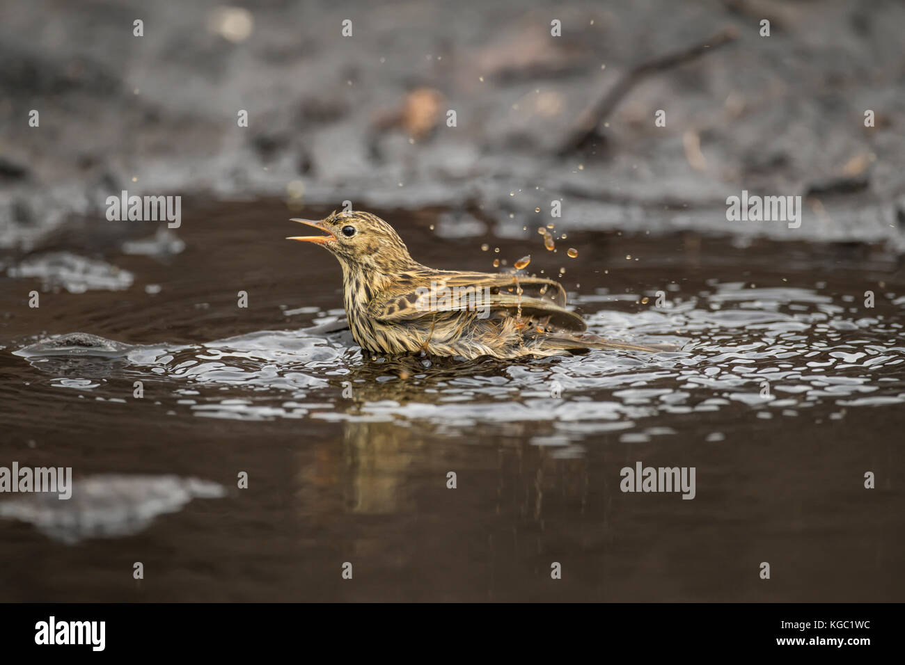 Pipit in pool hi-res stock photography and images - Alamy