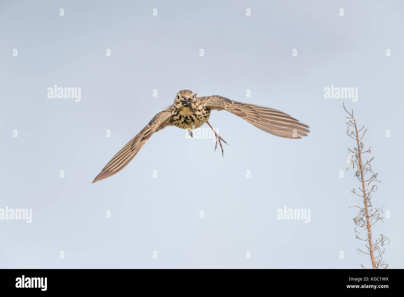 Meadow pipit flying Stock Photo - Alamy