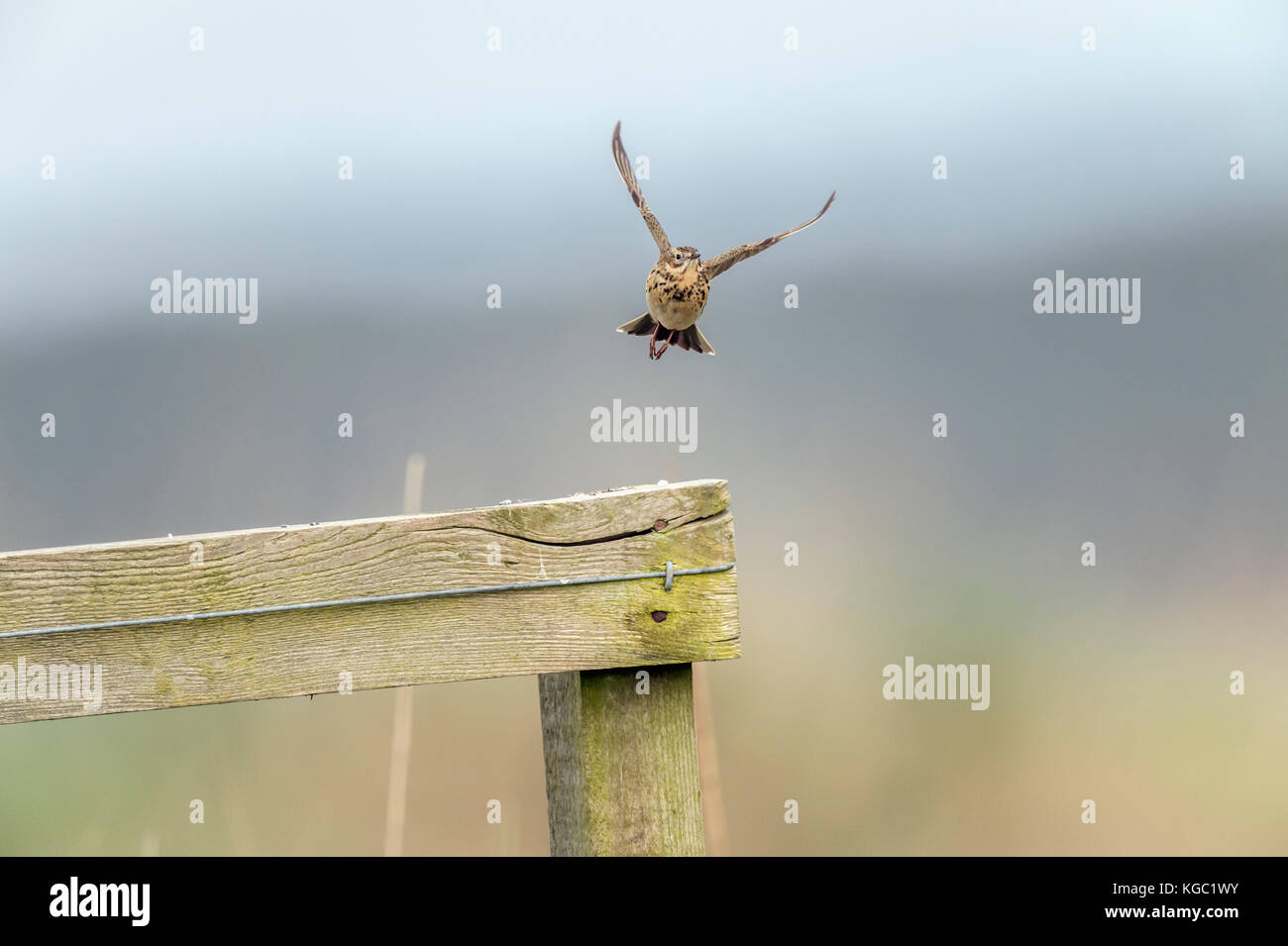 Meadow pipit flying Stock Photo - Alamy