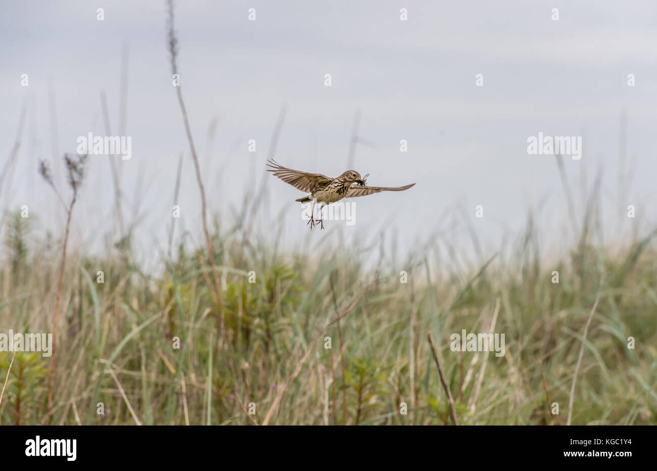 Meadow pipit flying with bugs in its beak Stock Photo - Alamy