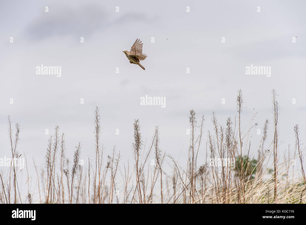 Meadow pipit flying Stock Photo - Alamy